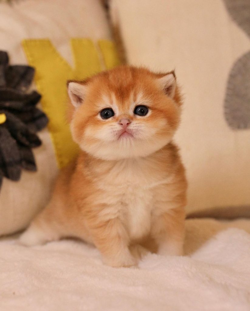 Scottish Fold Cats For Sale - Scottish Fold /British shorthair Cattery